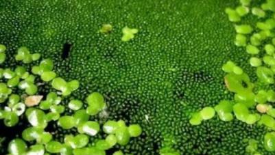 共有11张浮萍图片,浮萍高清图片大全 - 花卉图片网