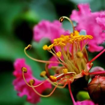 共有11张紫薇图片,紫薇高清图片大全 - 花卉图片网